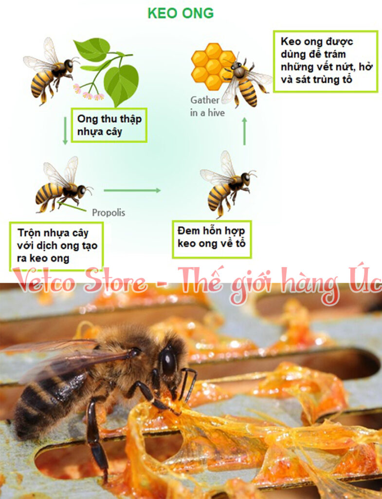 Viên Uống Keo Ong Healthy Care Propolis 2000 200 viên - Vetco Store ...